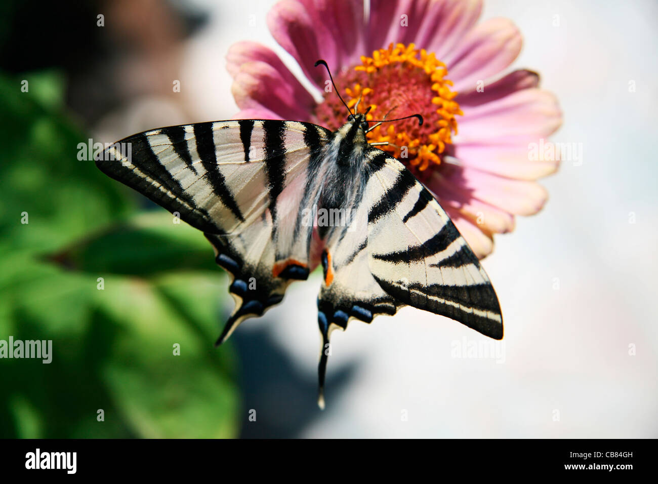 Corfu butterfly hi-res stock photography and images - Alamy