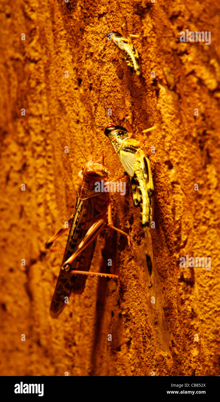 Locusta hi-res stock photography and images - Alamy