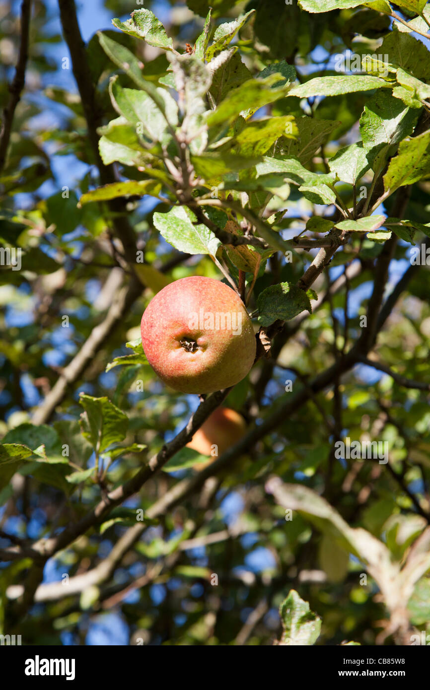 Ripe apple on a tree in devon hi-res stock photography and images - Alamy