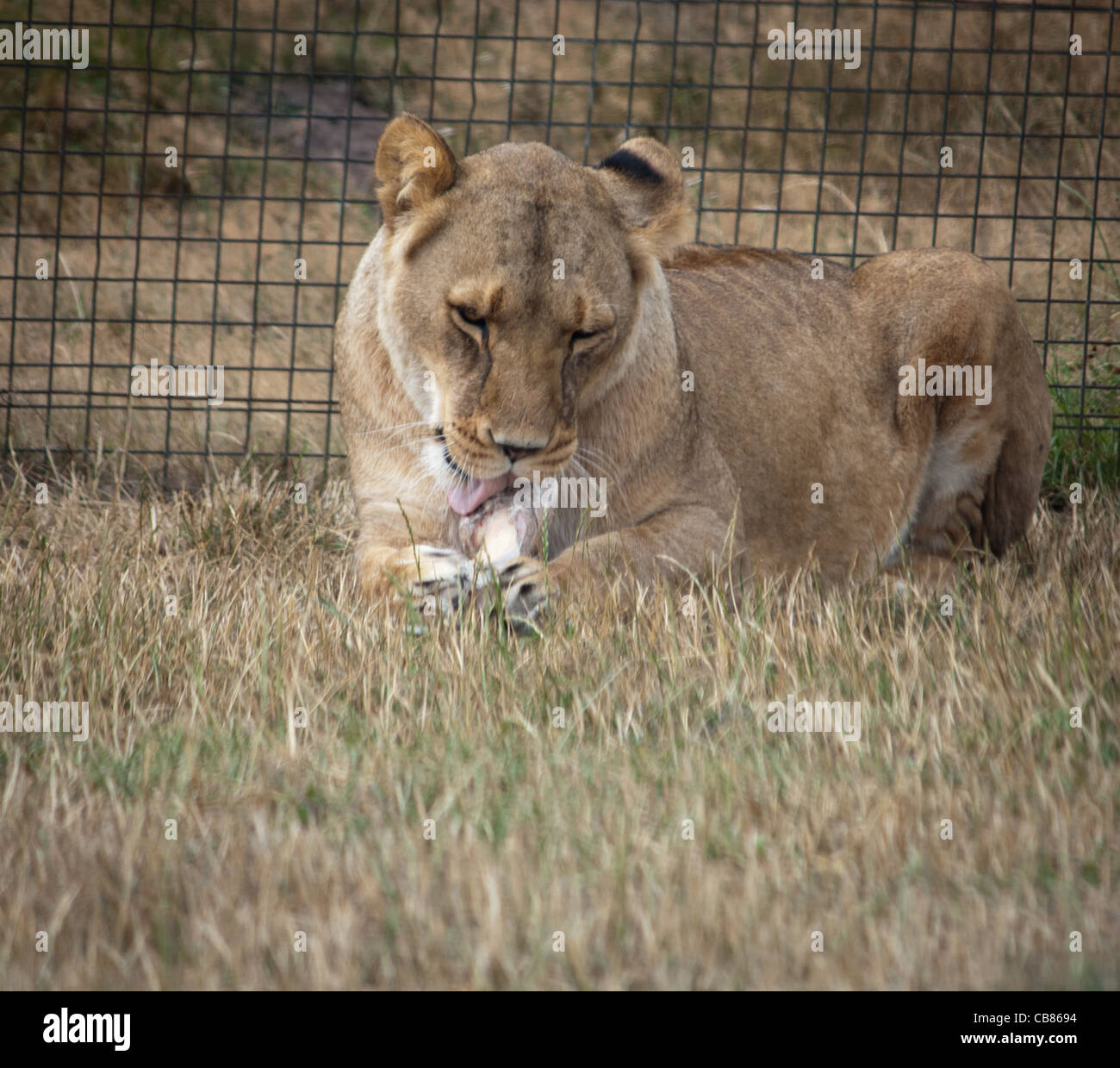 Lions chasing deer hi-res stock photography and images - Alamy