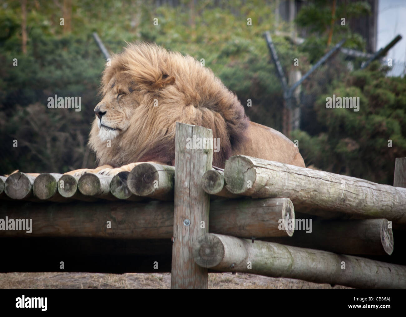 Driving through West Midlands Safari Park, photograph's of all the ...