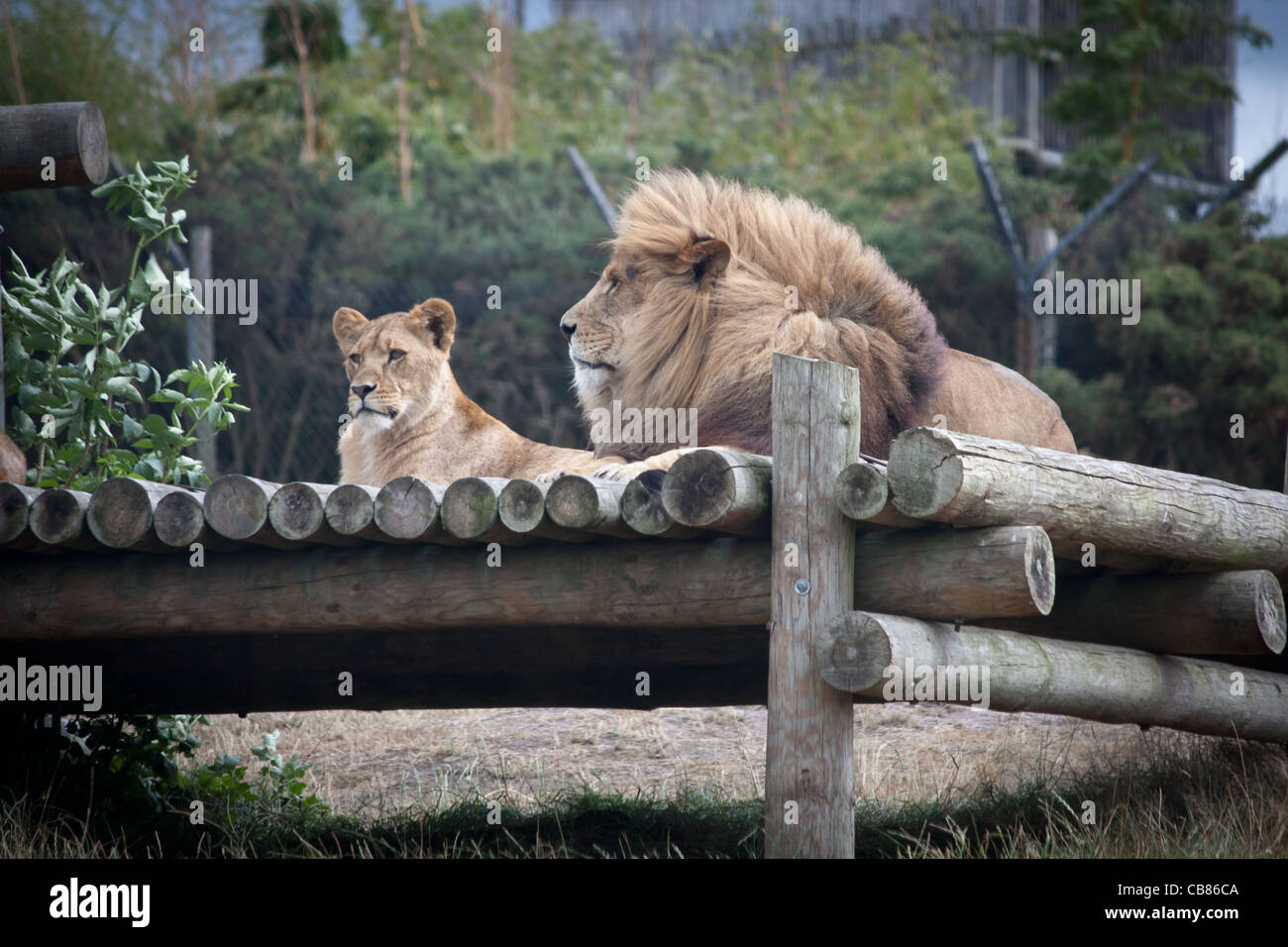 Driving through West Midlands Safari Park, photograph's of all the ...