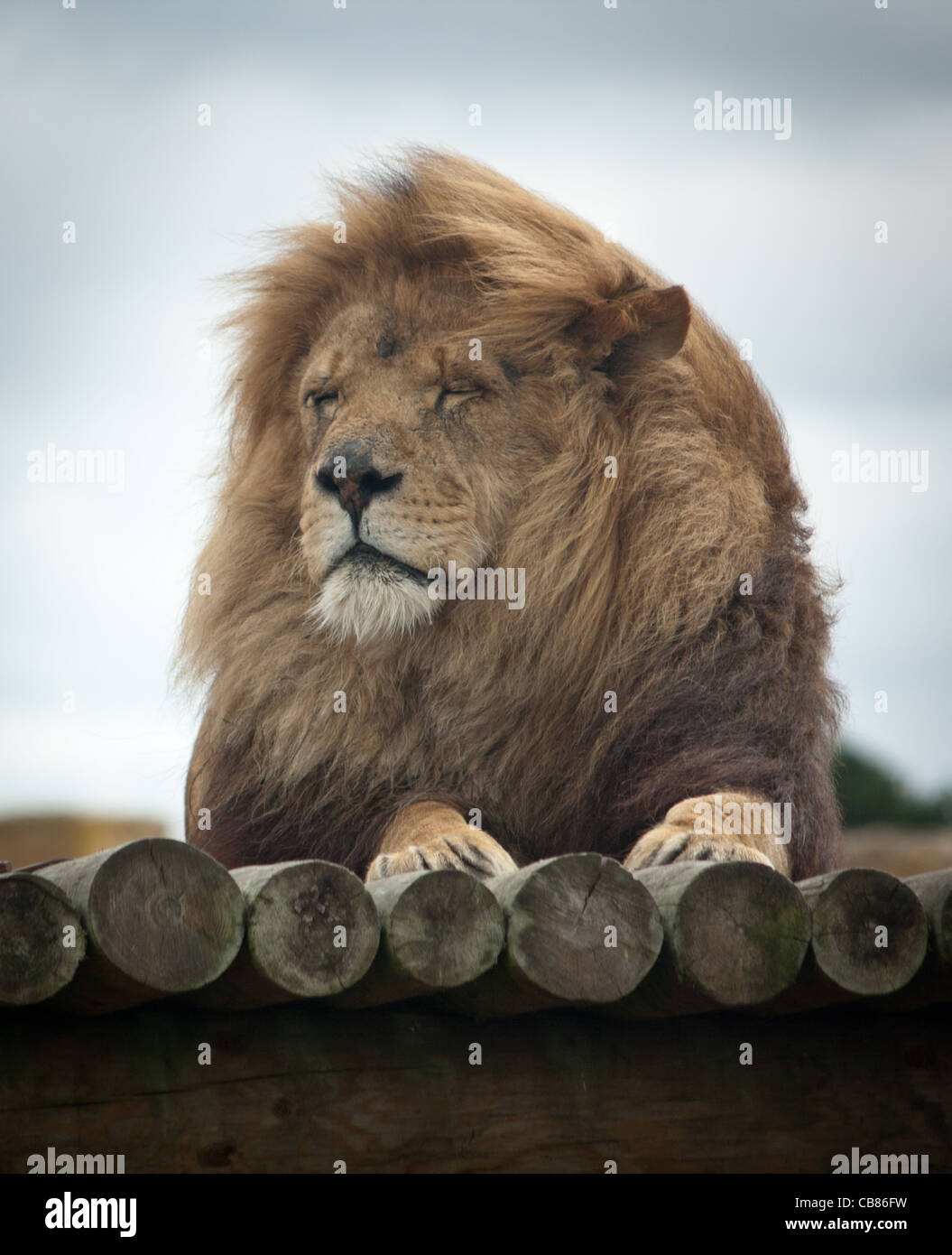 Driving through West Midlands Safari Park, photograph's of all the ...