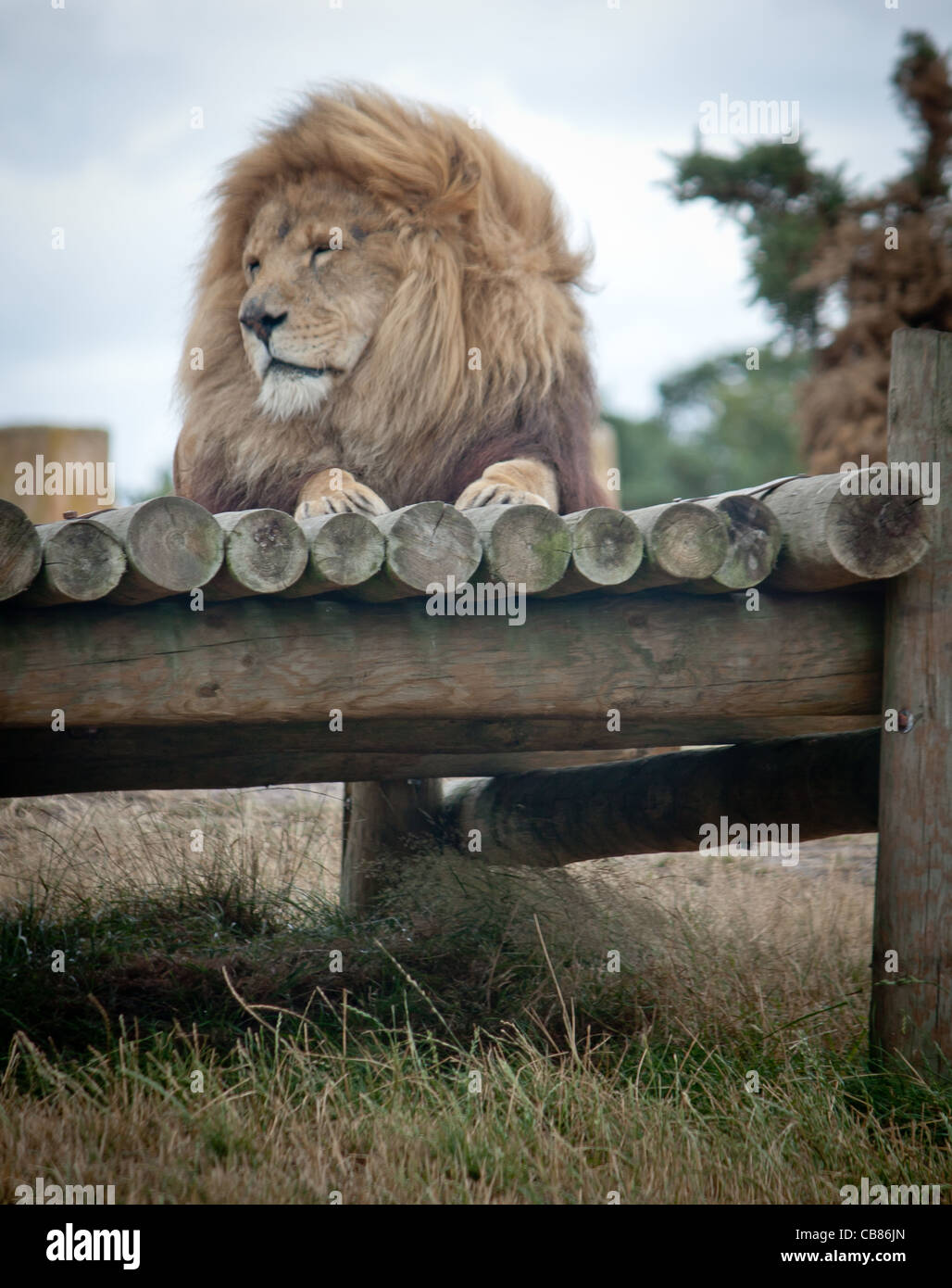 Driving through West Midlands Safari Park, photograph's of all the ...