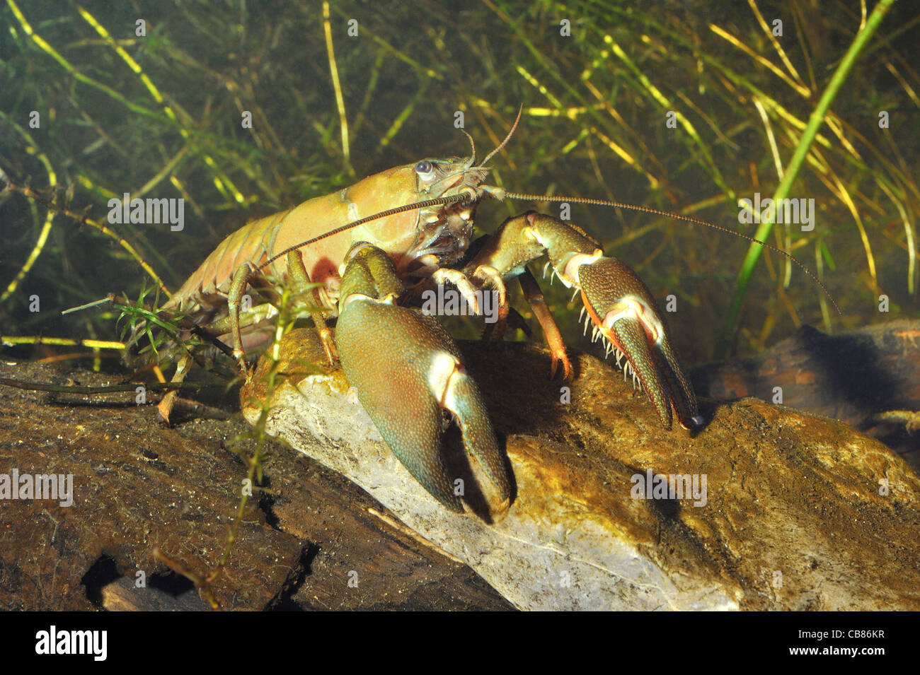 Signal crayfish - Californian crayfish - Pacific crayfish (Pacifastacus ...