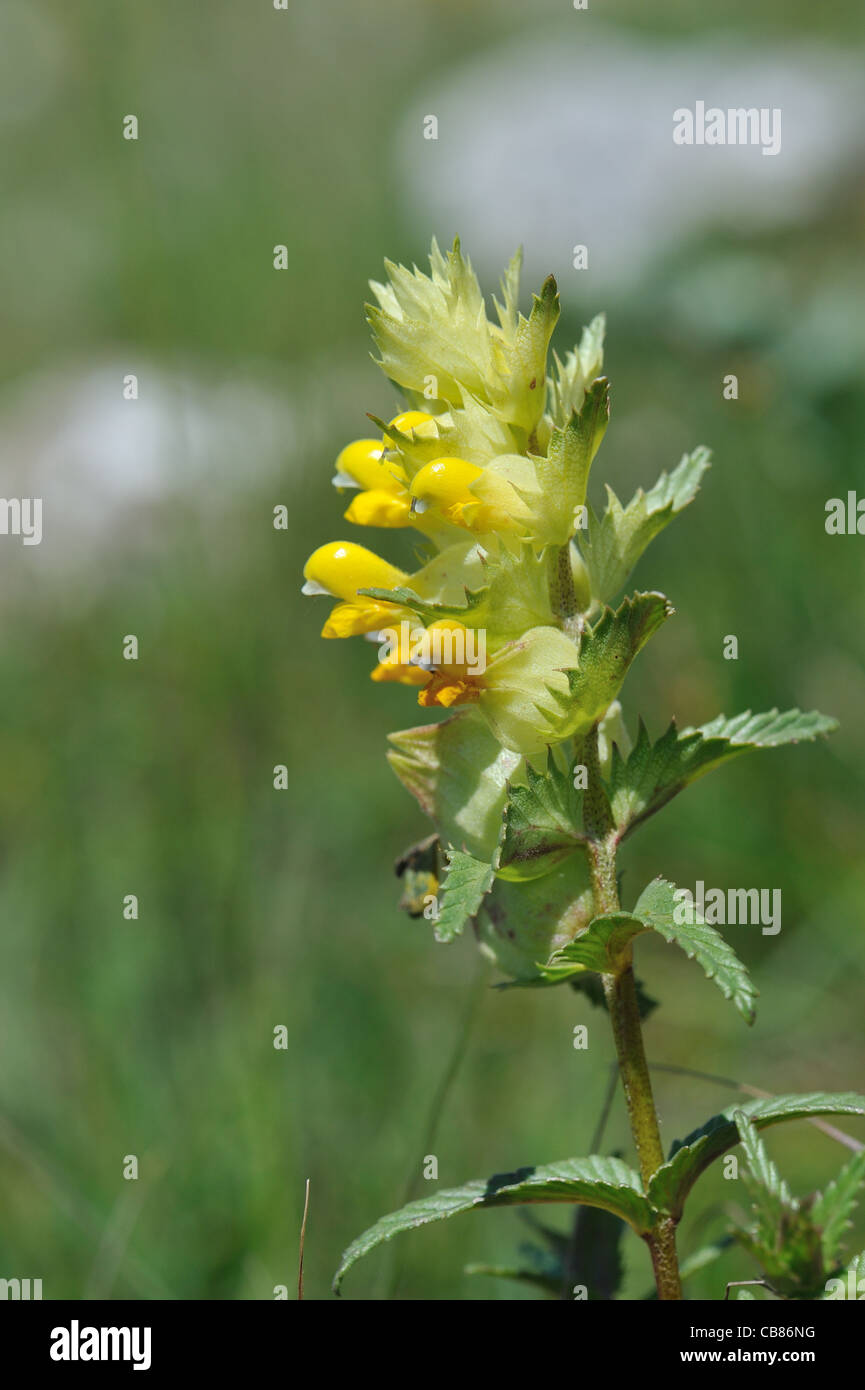 Yellow rattle hi-res stock photography and images - Alamy