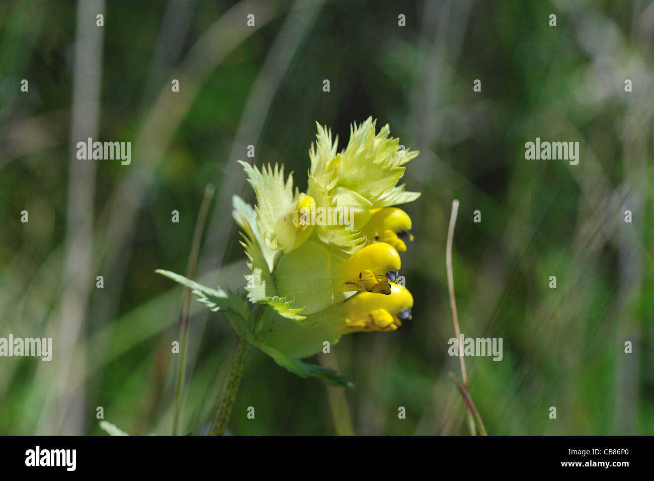 Yellow rattle hi-res stock photography and images - Alamy