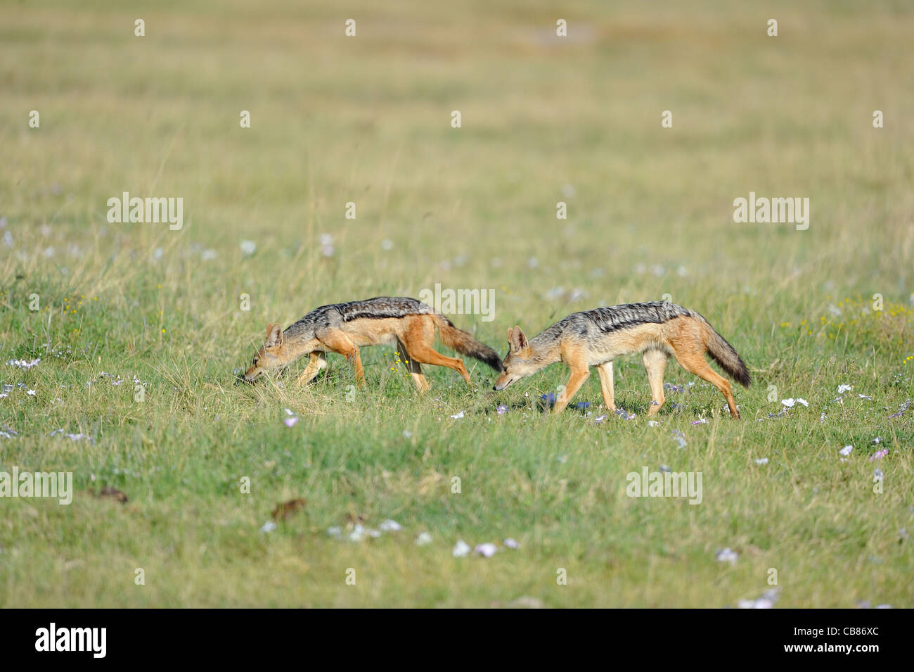 Silver jackal hi-res stock photography and images - Alamy