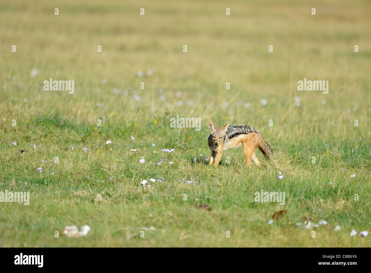 Silver jackal hi-res stock photography and images - Alamy