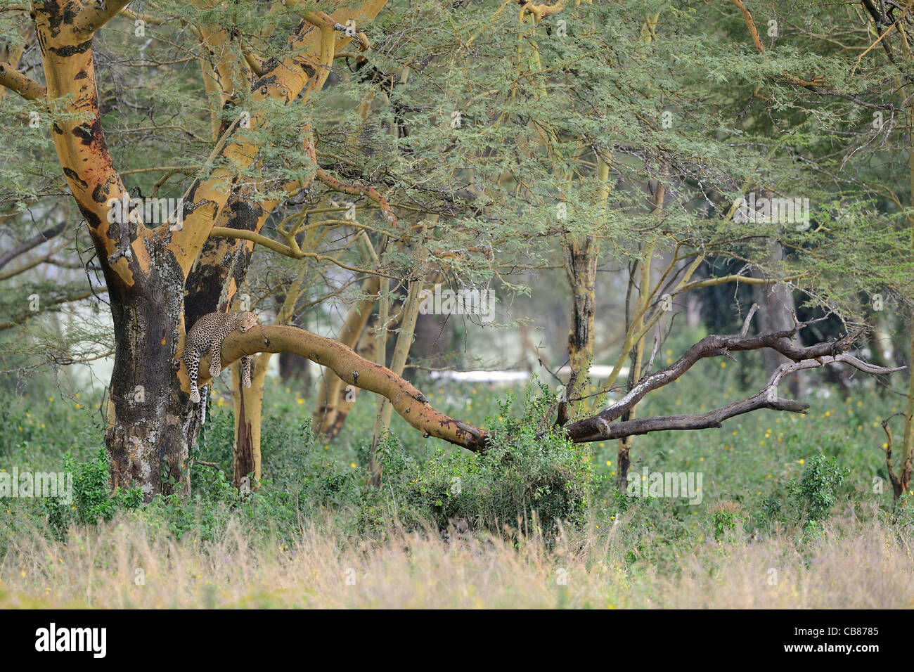 Leopard Sleeping In A Tree Stock Photos & Leopard Sleeping In A Tree ...