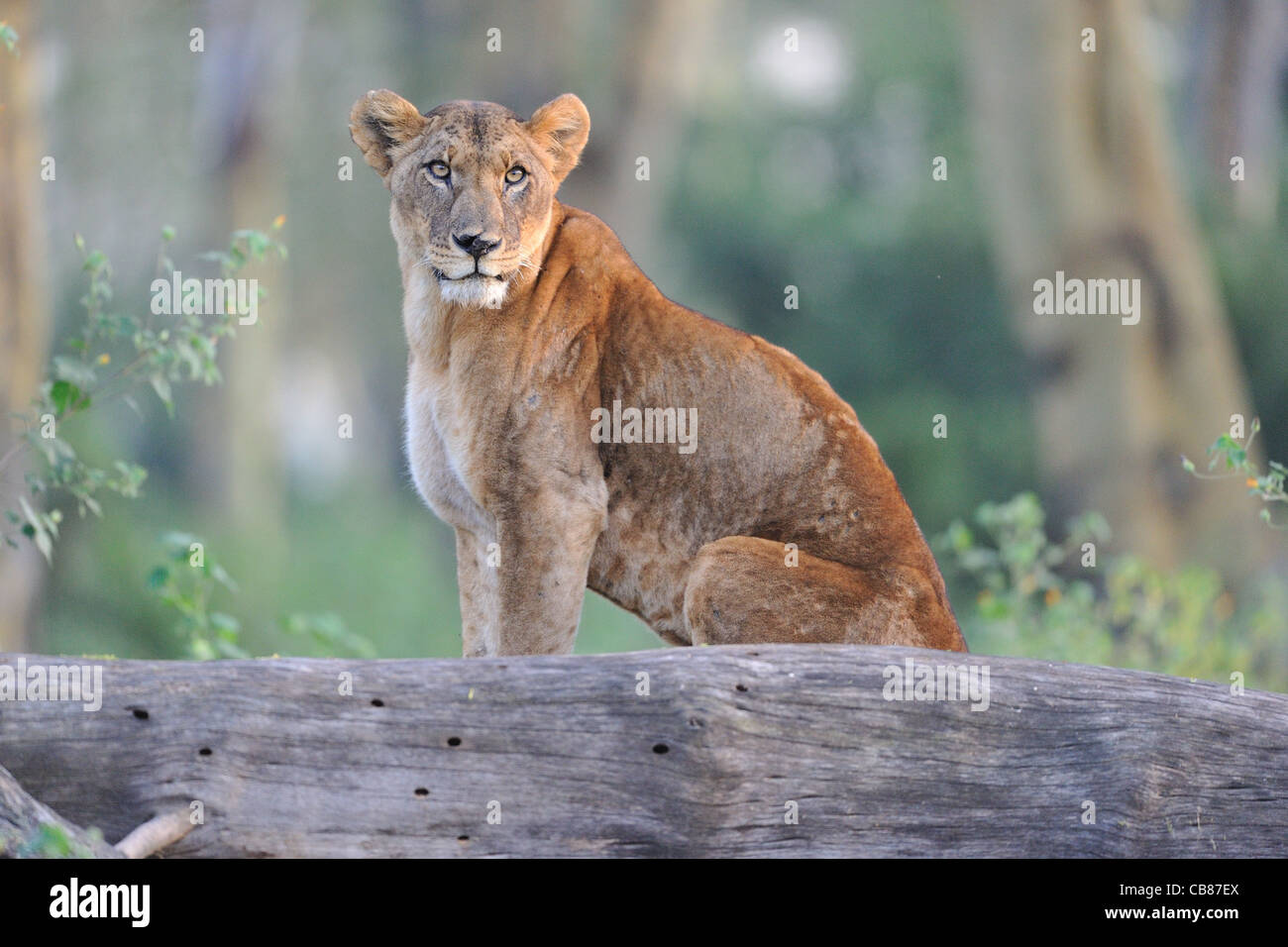 East African lion - Massai lion (Panthera leo nubica) lioness sitting ...