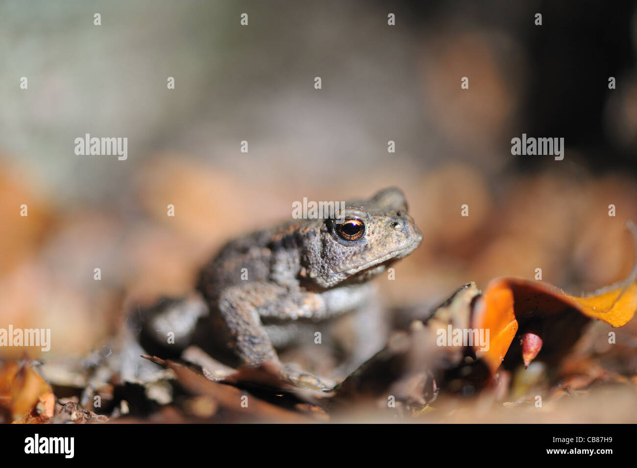 Common toad (Bufo bufo) young in a wood in autumn Stock Photo - Alamy