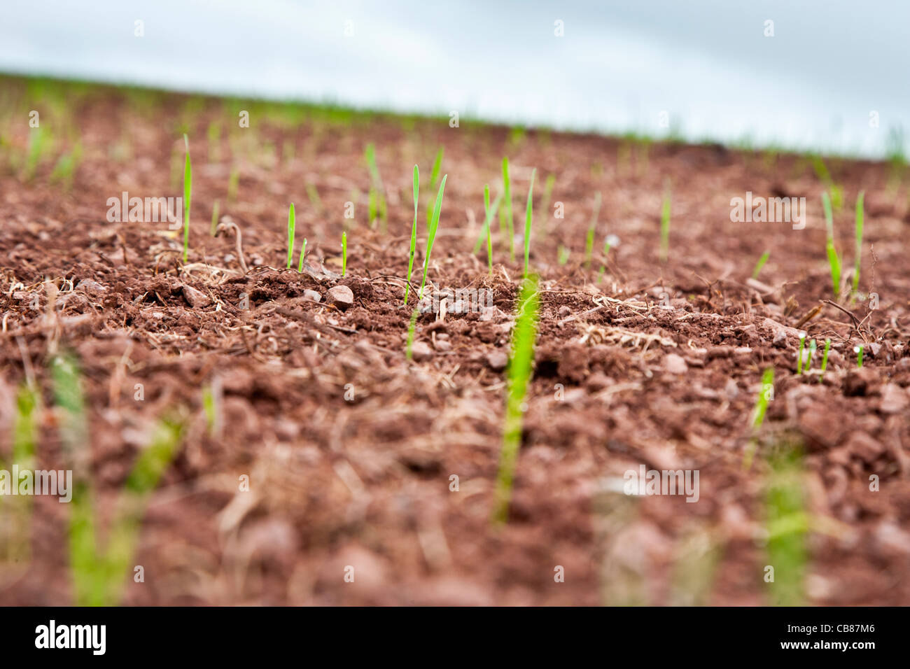 Seedling and farm crop field hi-res stock photography and images - Alamy