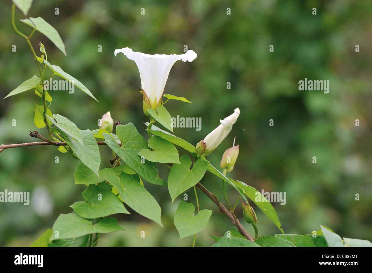 Hedge bindweed - Larger bindweed (Calystegia sepium - Convolvulus ...