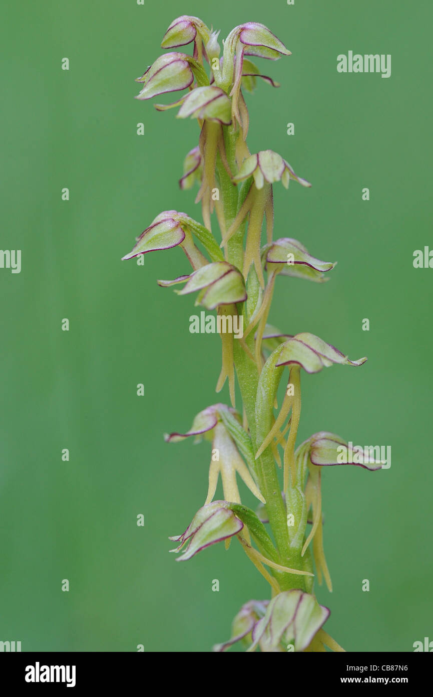 Man orchid (Aceras anthropophorum - Orchis anthropophora) flowering at ...