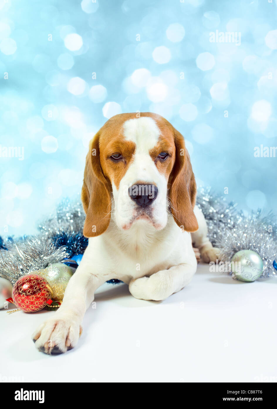 The sad hound and brilliant Christmas ornaments Stock Photo - Alamy