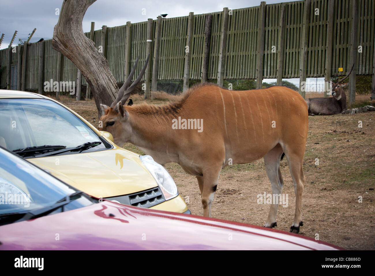 Driving through West Midlands Safari Park, photograph's of all the ...