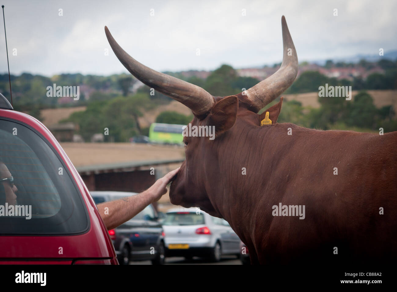 Buffalo zoo animals at a safari park being greeted by the general ...