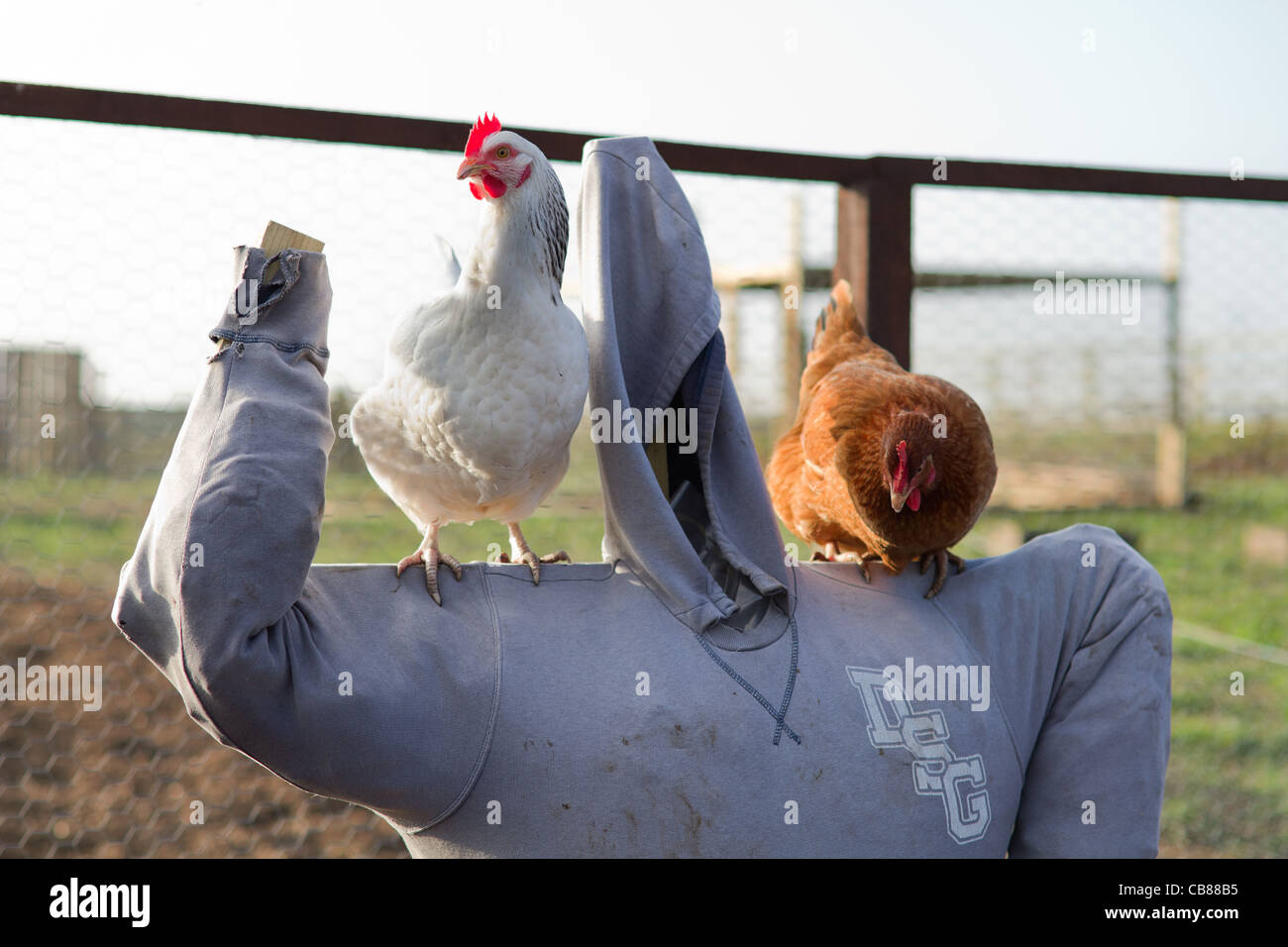 Two chickens stood on a scarecrow Stock Photo - Alamy
