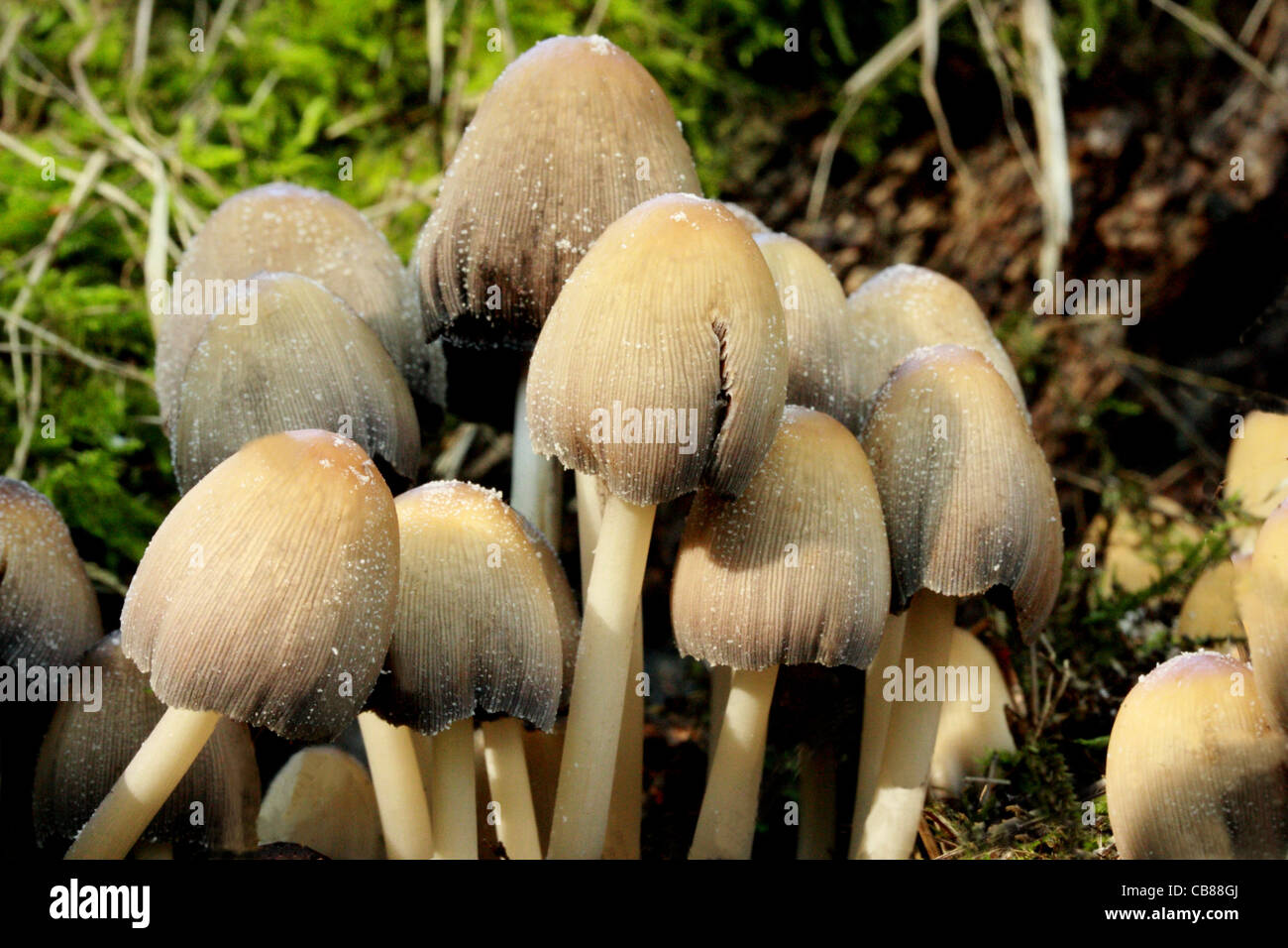 Glistening Ink Cap - Coprinus micaceus Stock Photo - Alamy