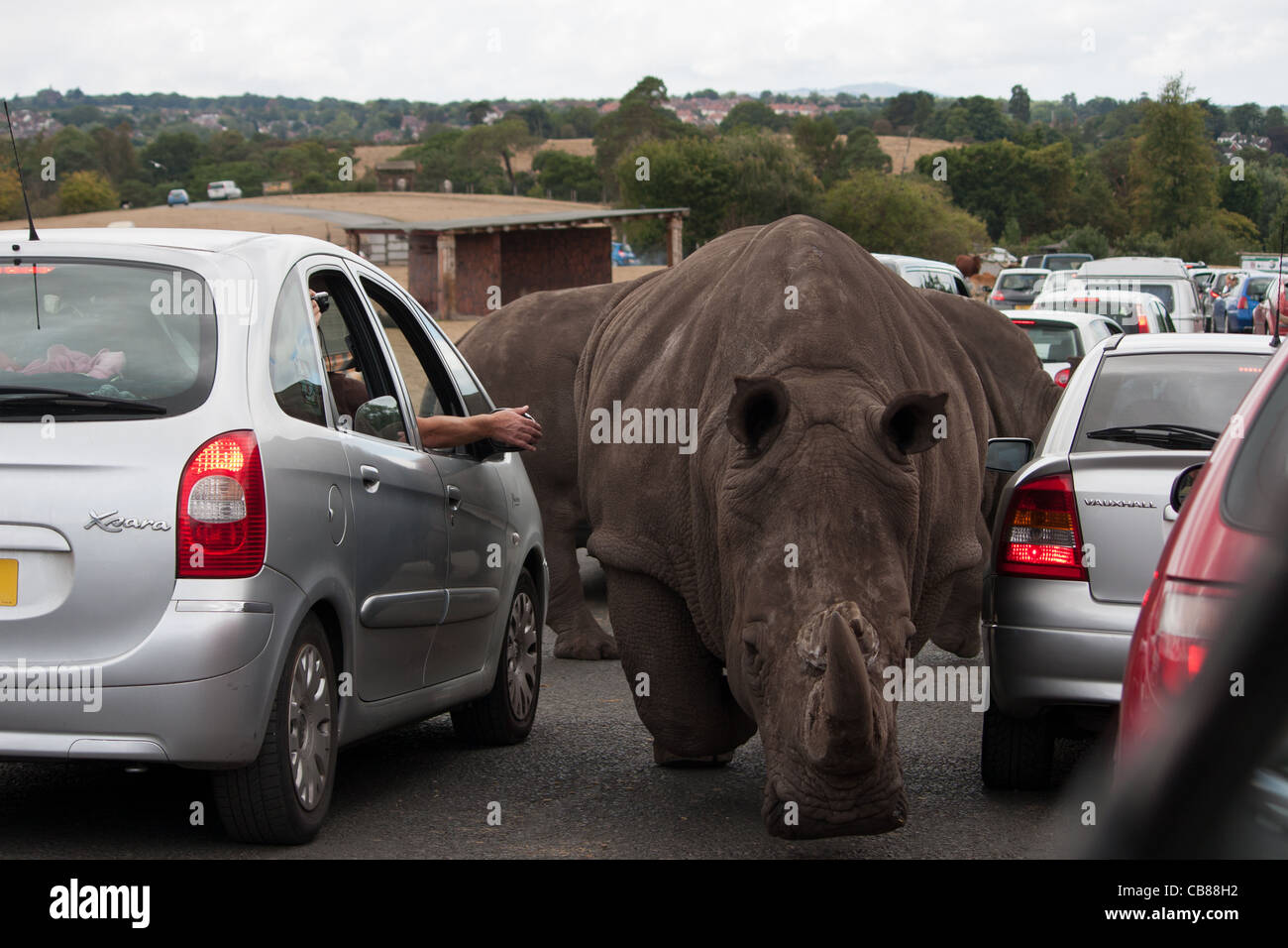 A rhino, a zoo animal walking around freely at a safari park, some are ...