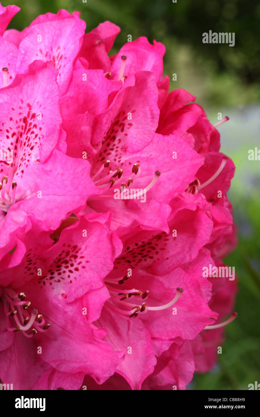 Bright Pink Rhododendron Stock Photo - Alamy