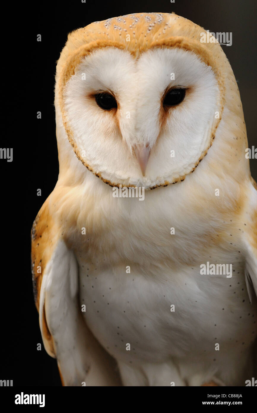 Barn owl portrait Stock Photo - Alamy