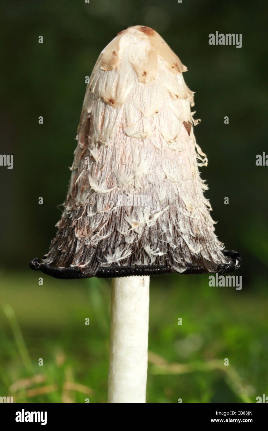 Ink cap fungus hi-res stock photography and images - Alamy