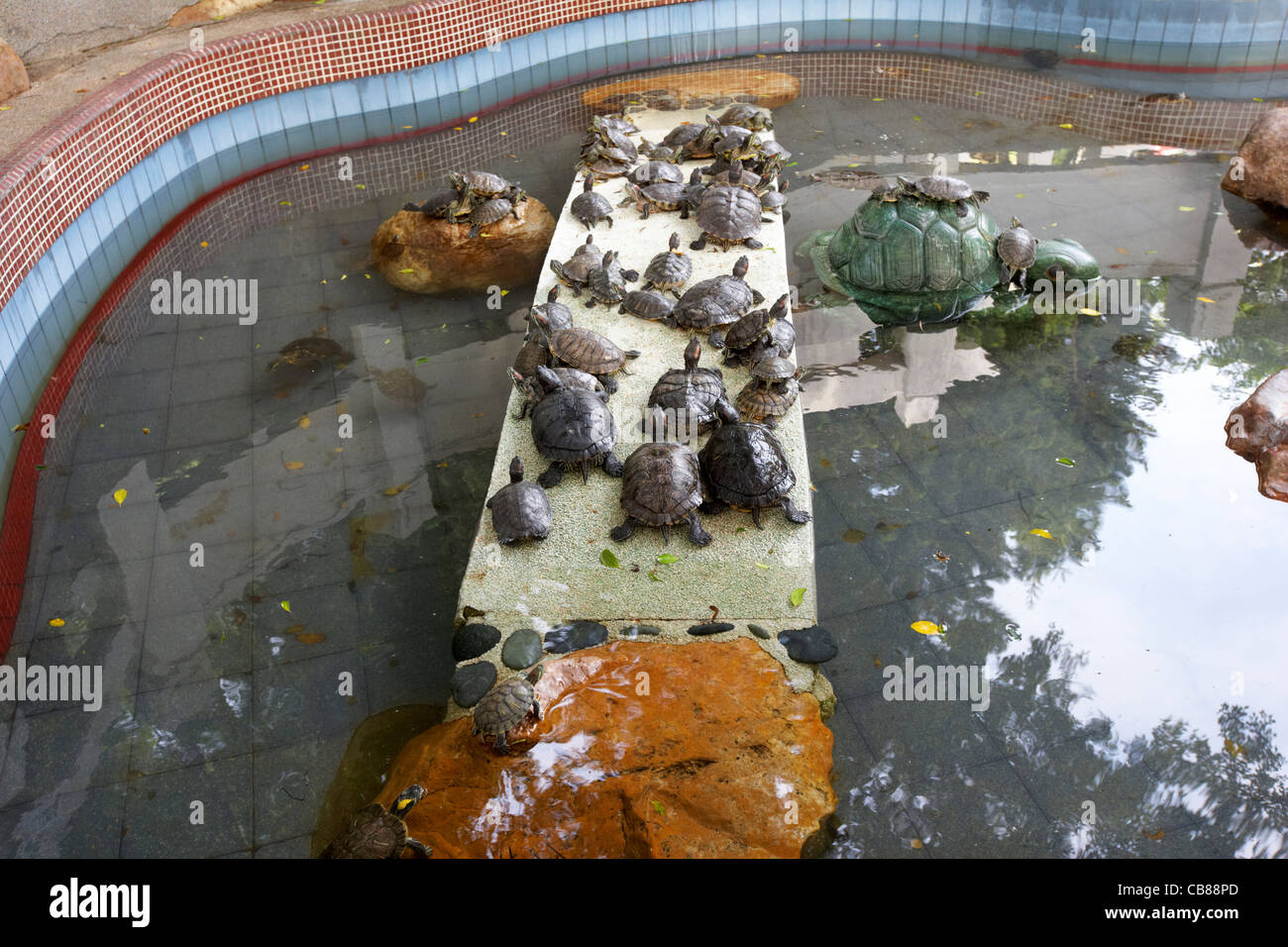 turtles in a temple pool in sha tin, hong kong, hksar, china Stock ...