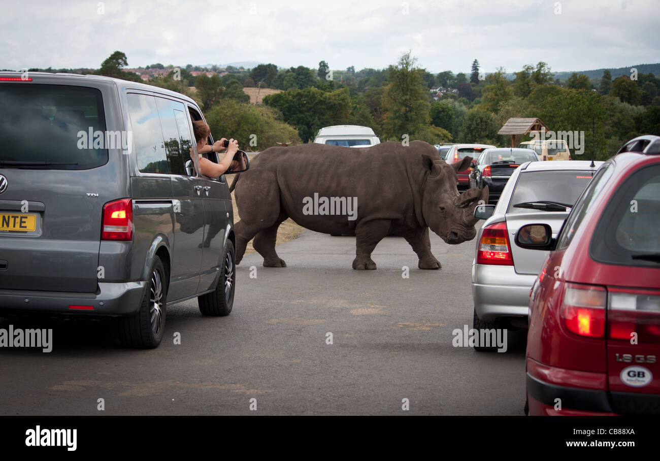 A Rhinoceros, a zoo animal walking around freely at a safari park, some ...