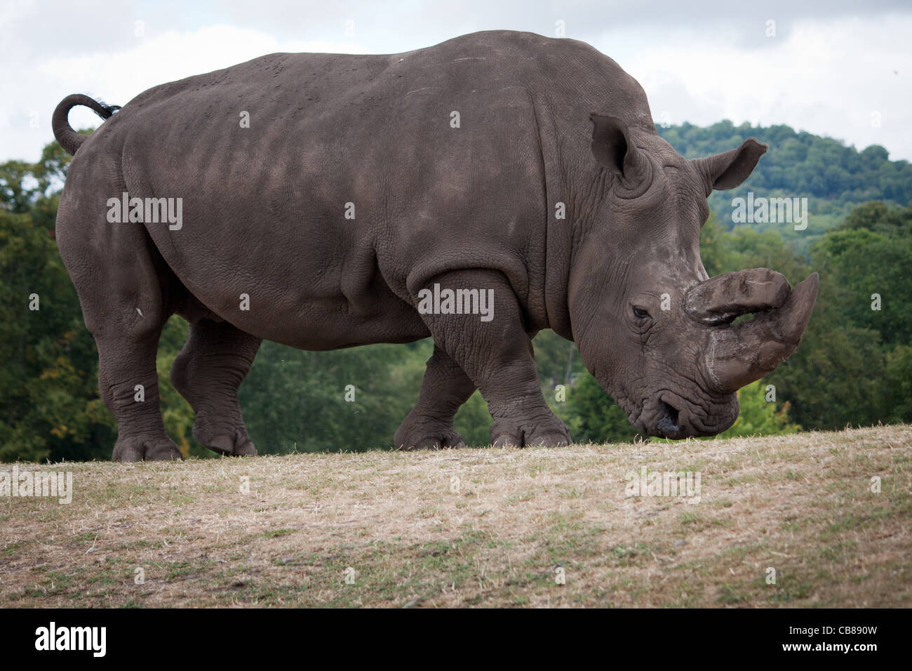 West African Black Rhinoceros