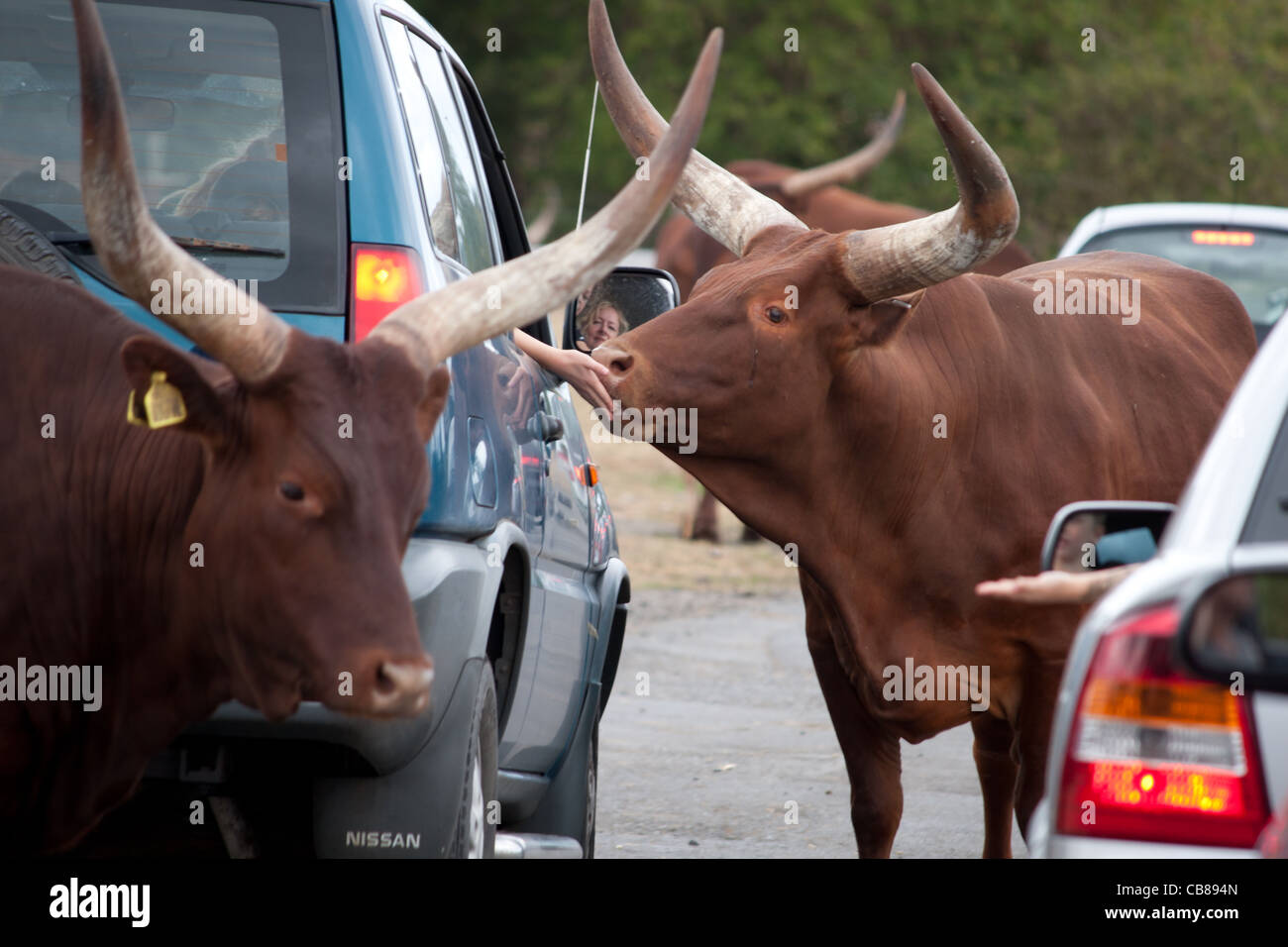 Buffalo zoo animals at a safari park being greeted by the general ...