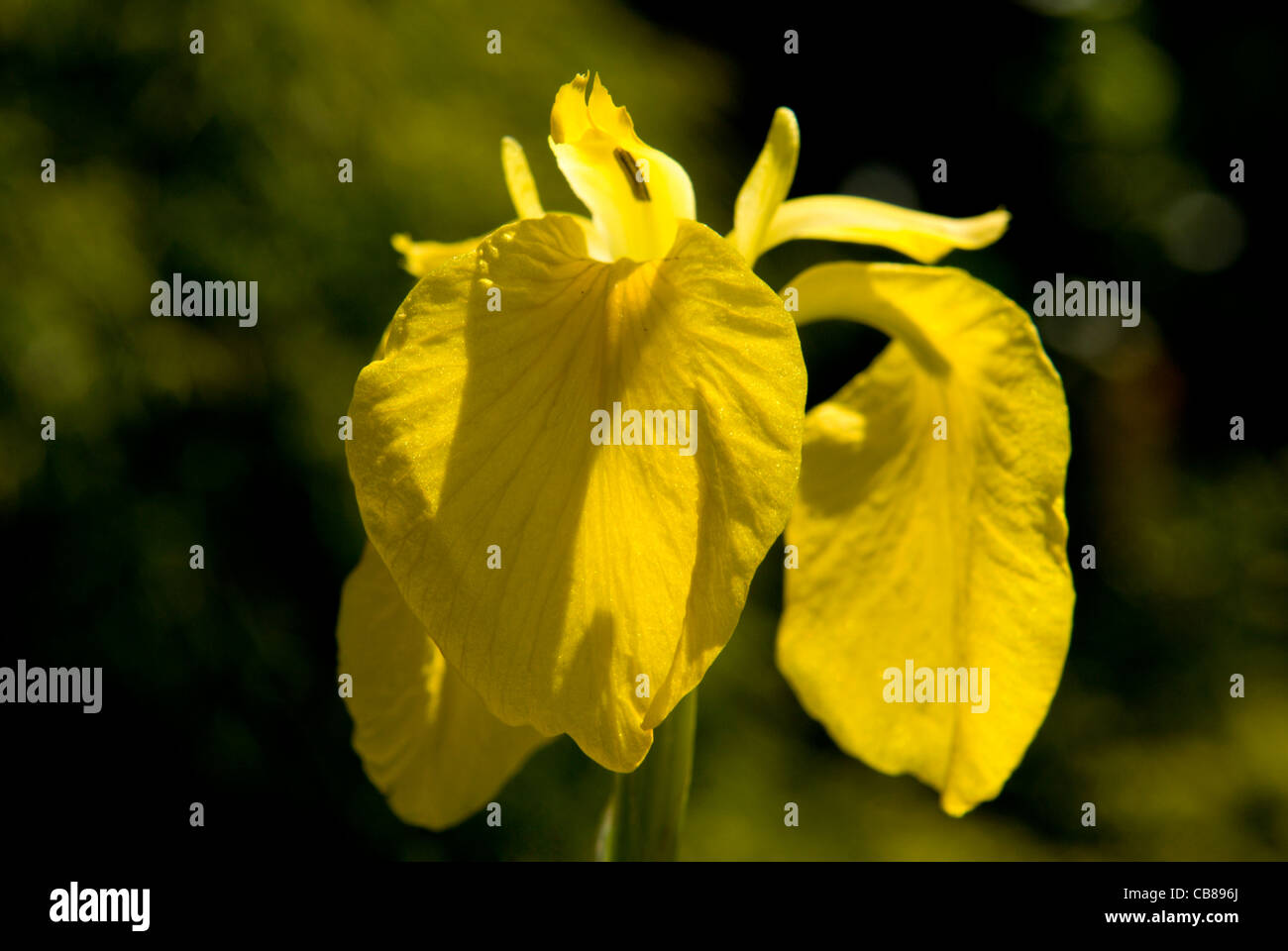 A golden yellow iris in the sunshine on a bright summers day Stock ...