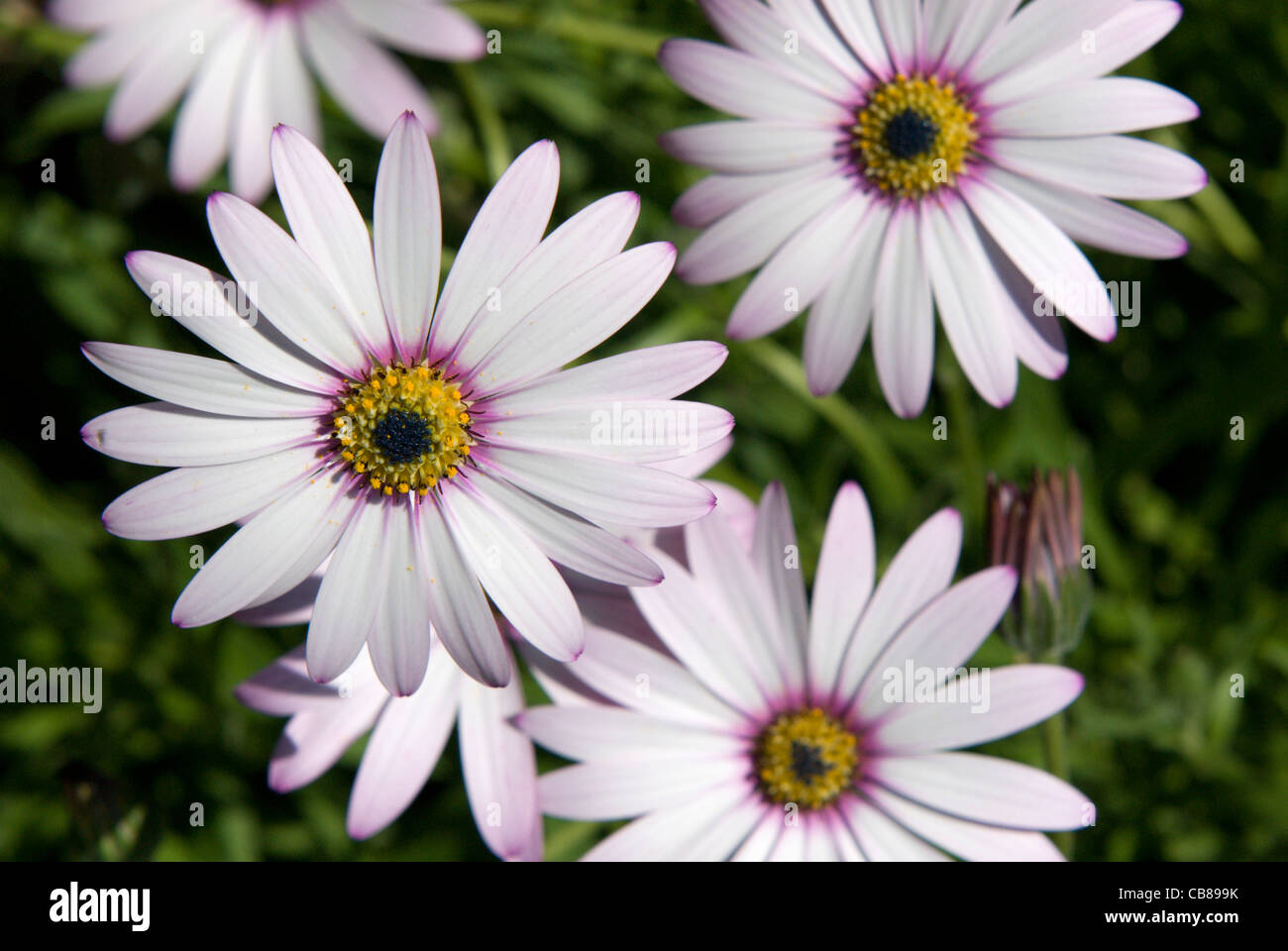 The delicate flowers of the daisy-like Osteospermum open in the summer ...