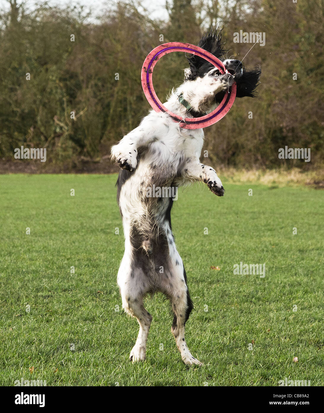 Jumping Springer Spaniel High Resolution Stock Photography and Images ...