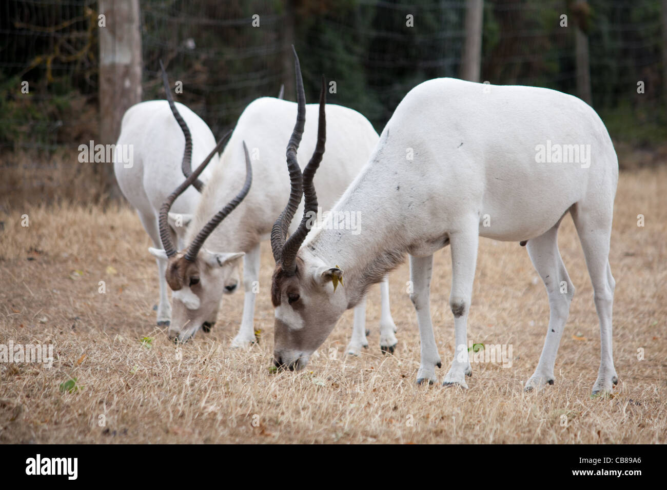 Driving through West Midlands Safari Park, photograph's of all the ...
