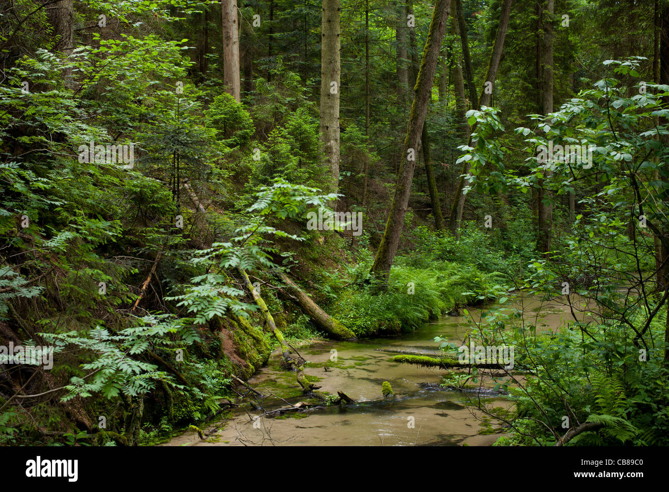 stream in the forest Stock Photo - Alamy