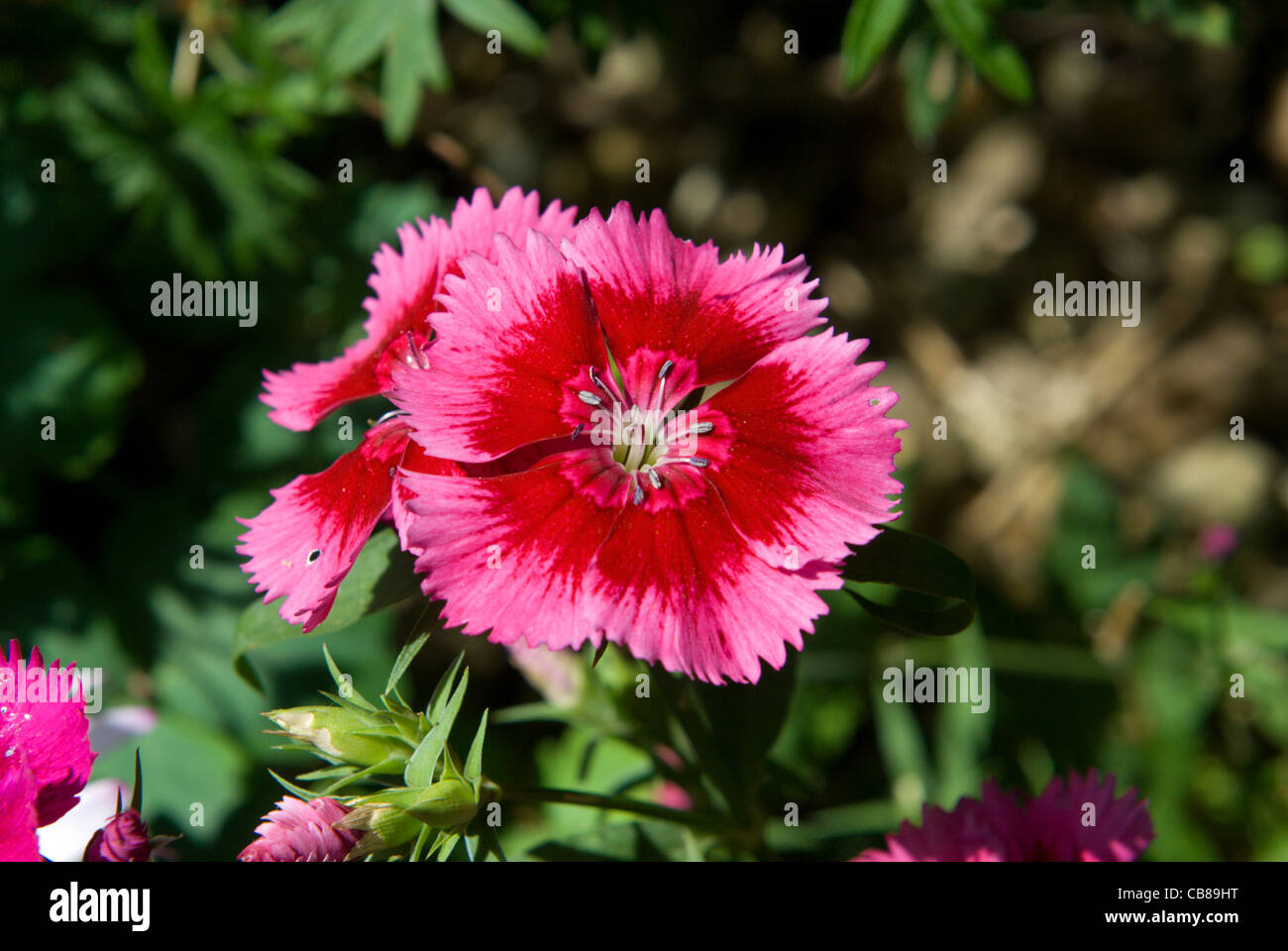 Dianthus flower garden hi-res stock photography and images - Alamy