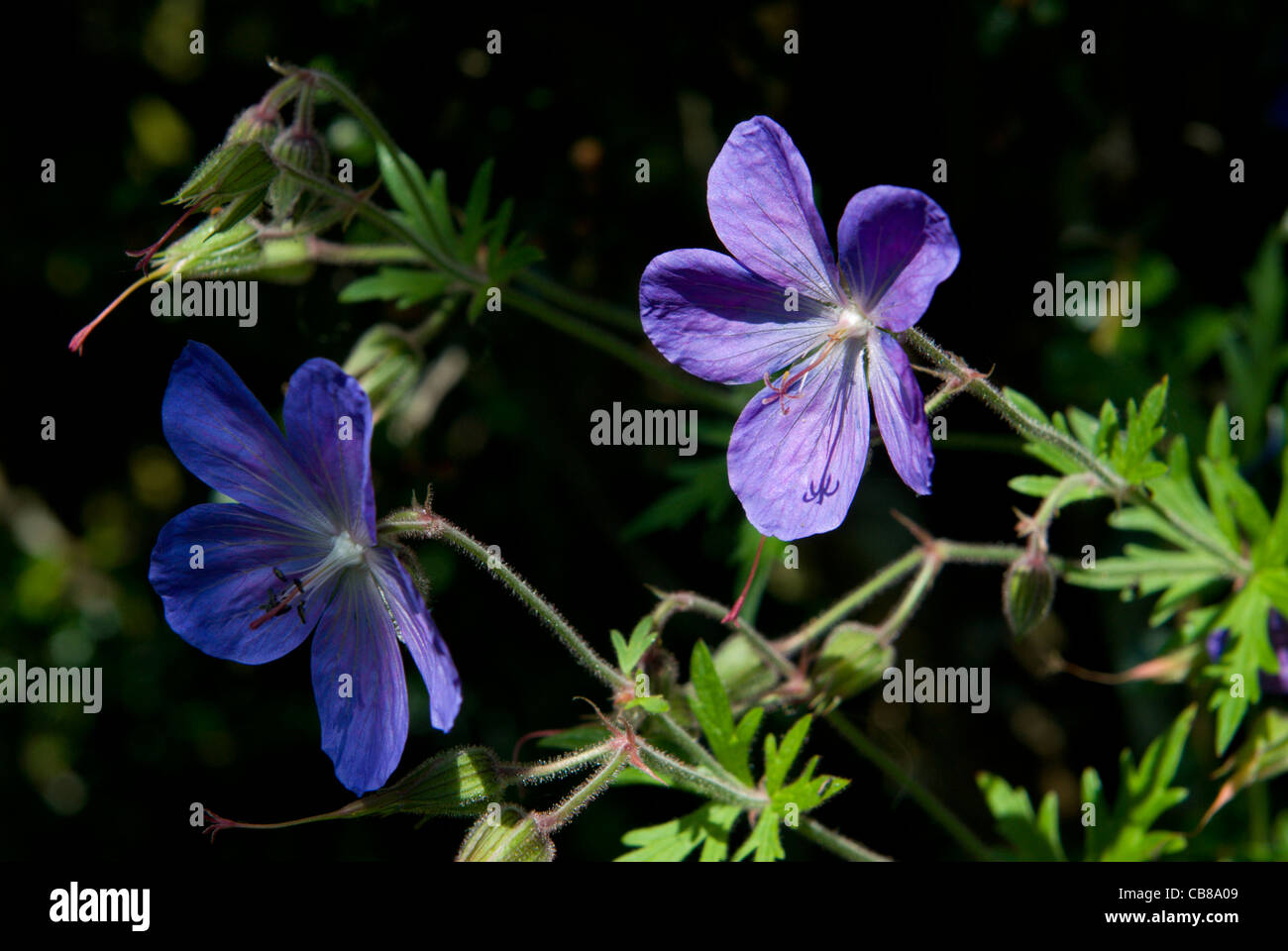 The dark blue flowers of a hardy geranium Stock Photo - Alamy