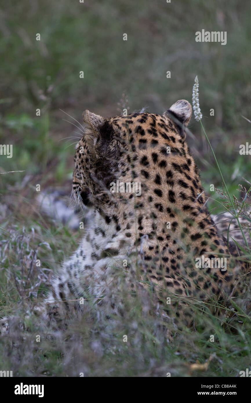 Female leopard hi-res stock photography and images - Alamy