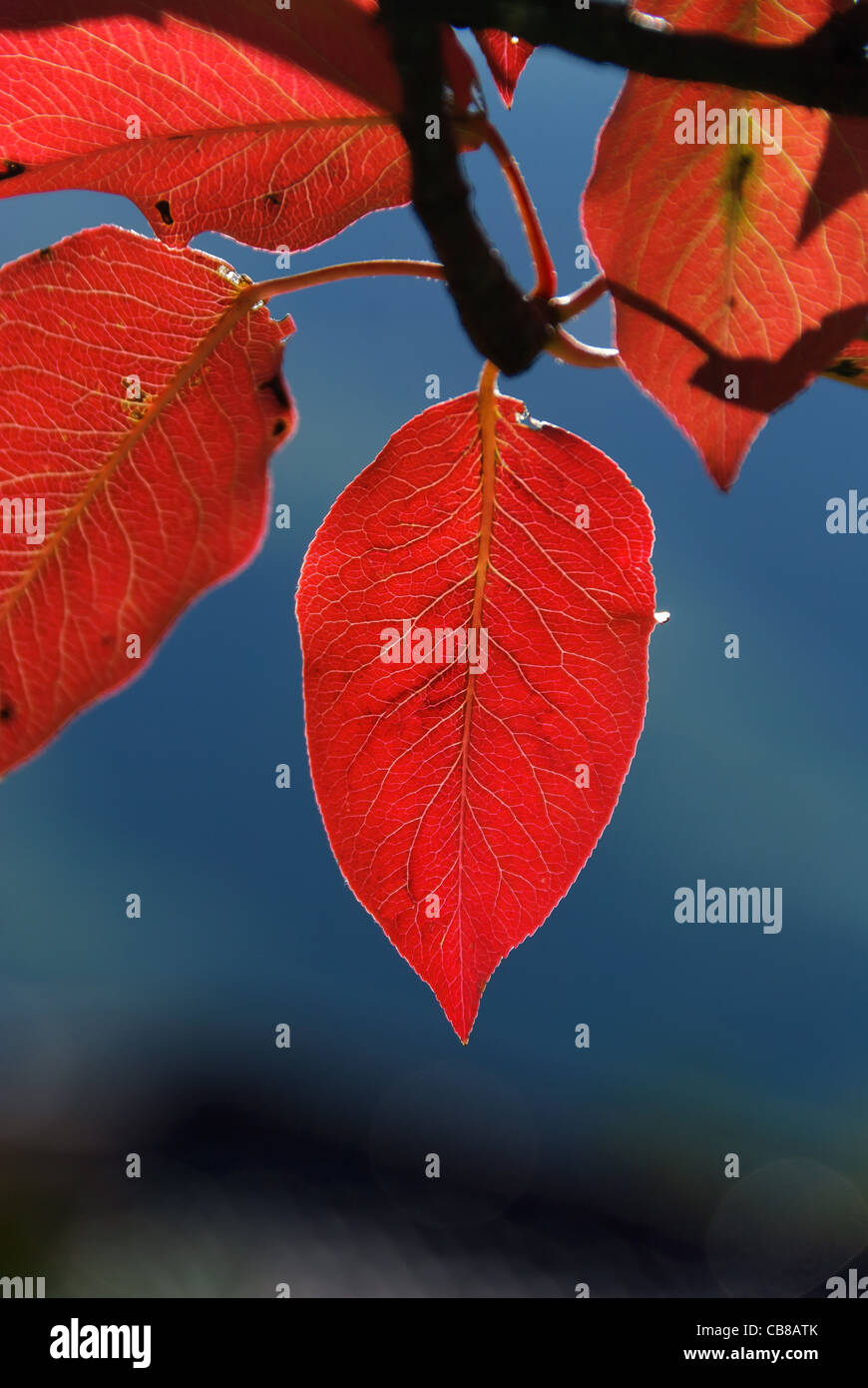 pear leaf red in autumn Stock Photo - Alamy