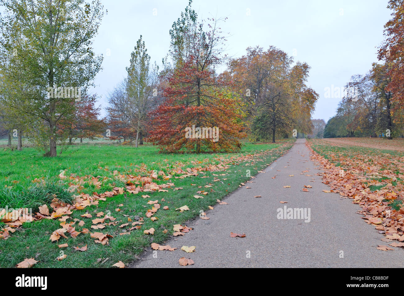 London: autumn trees in Hyde Park Stock Photo - Alamy