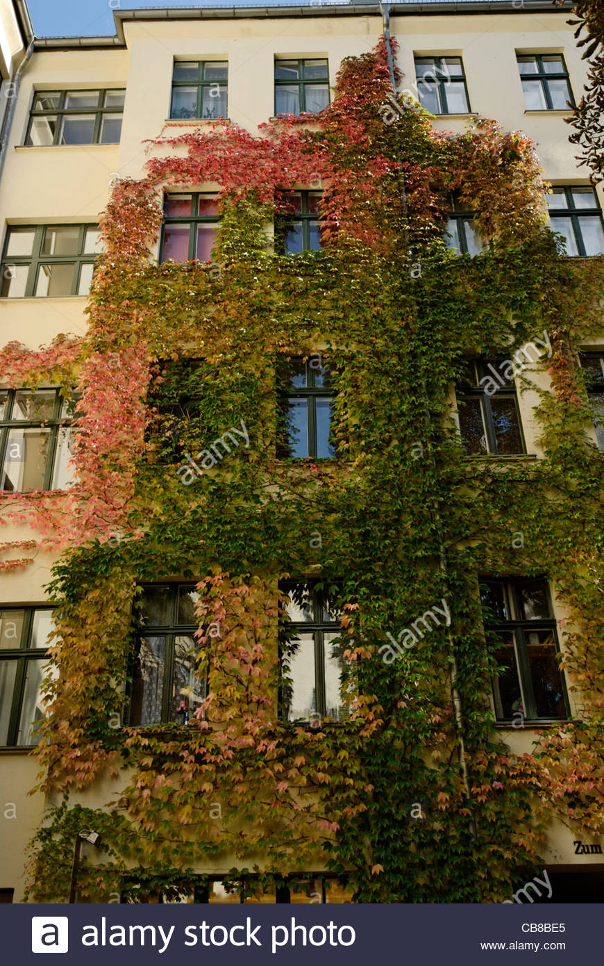 Ivy On House High Resolution Stock Photography and Images - Alamy