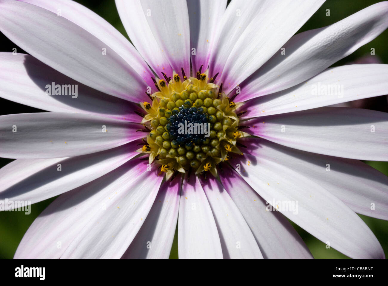 Crown like structure hi-res stock photography and images - Alamy