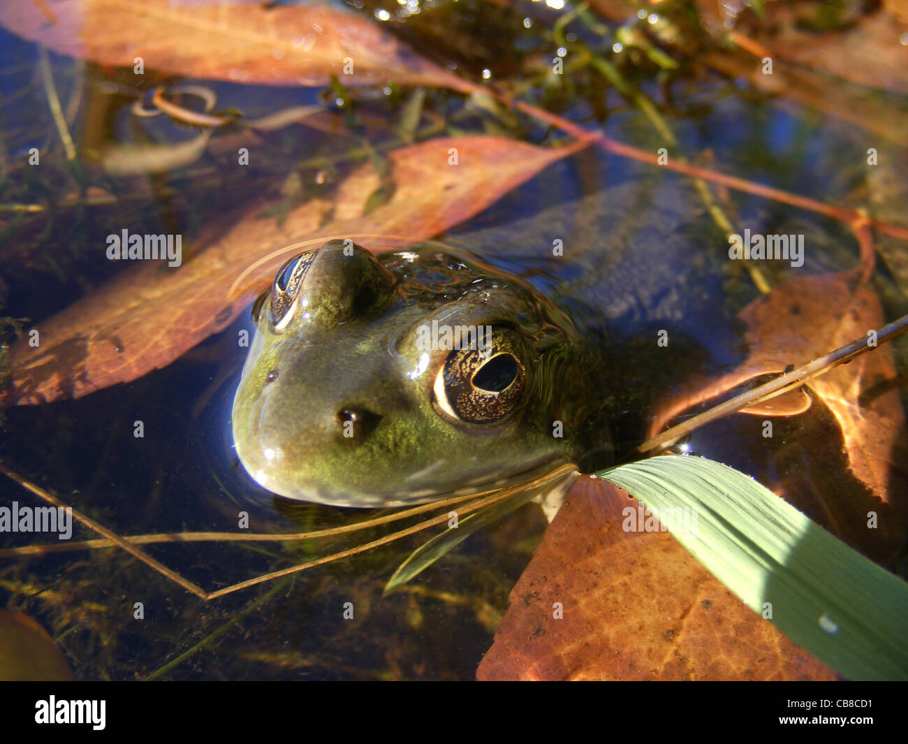 Frog in Pond Stock Photo - Alamy