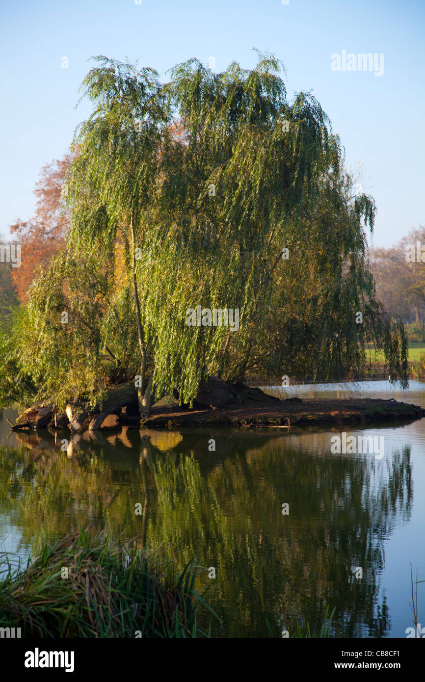 Clapham Common - Lake Island Tree Stock Photo - Alamy
