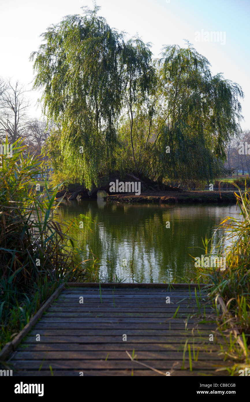 Clapham Common - Lake Island Tree Stock Photo - Alamy