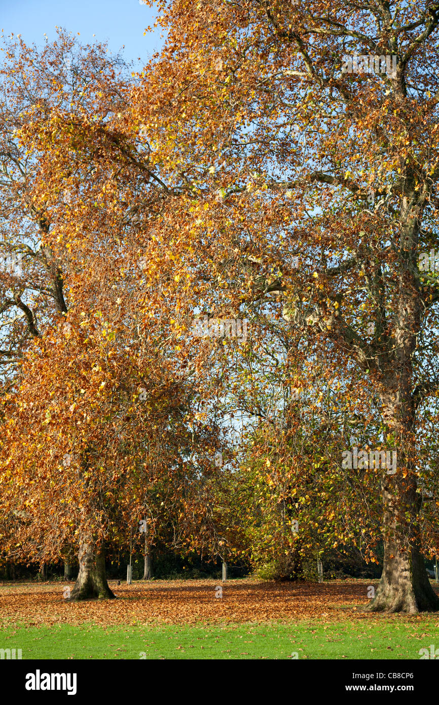 Clapham Common Autumn Stock Photo - Alamy