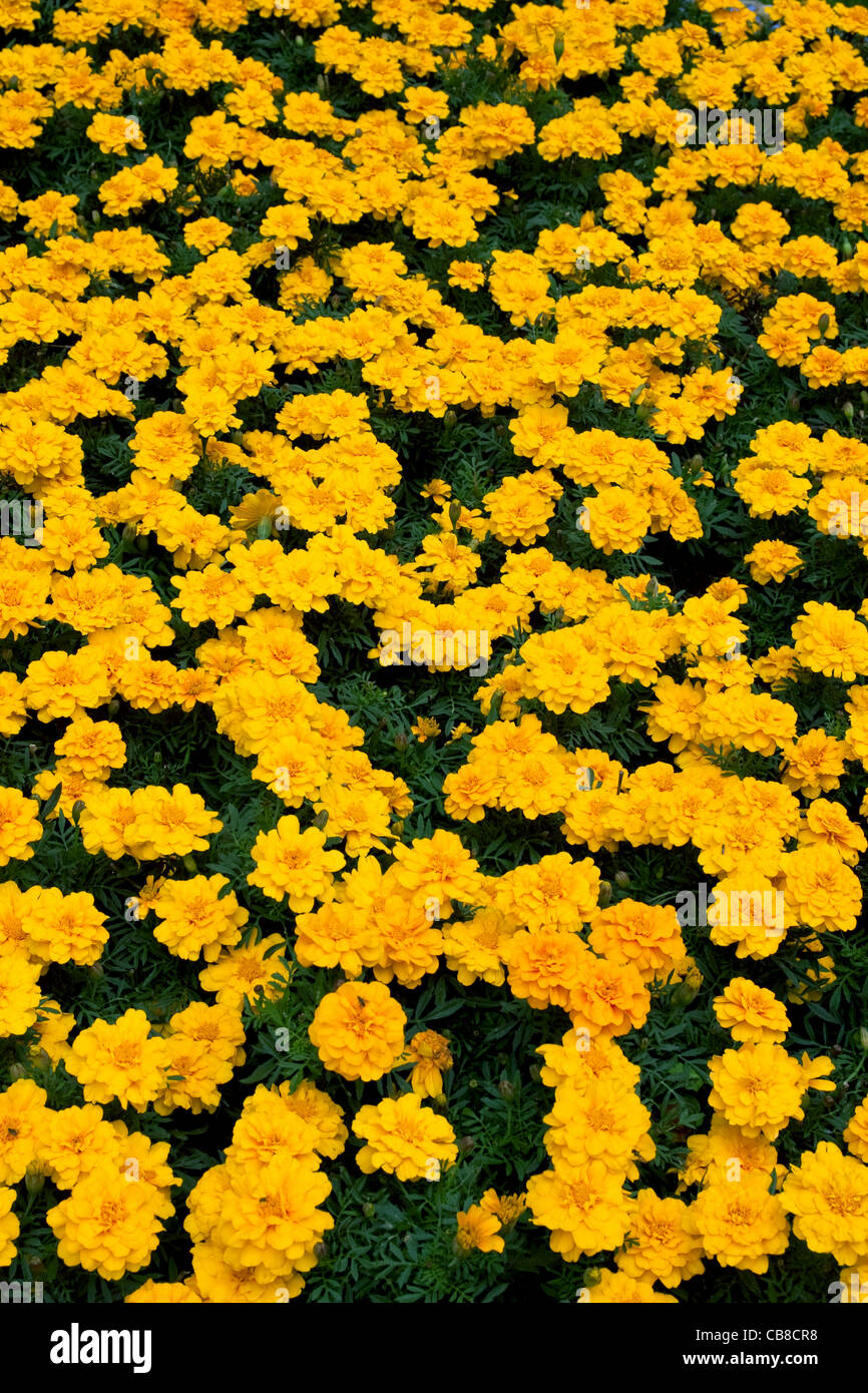 Yellow French Marigold Flower