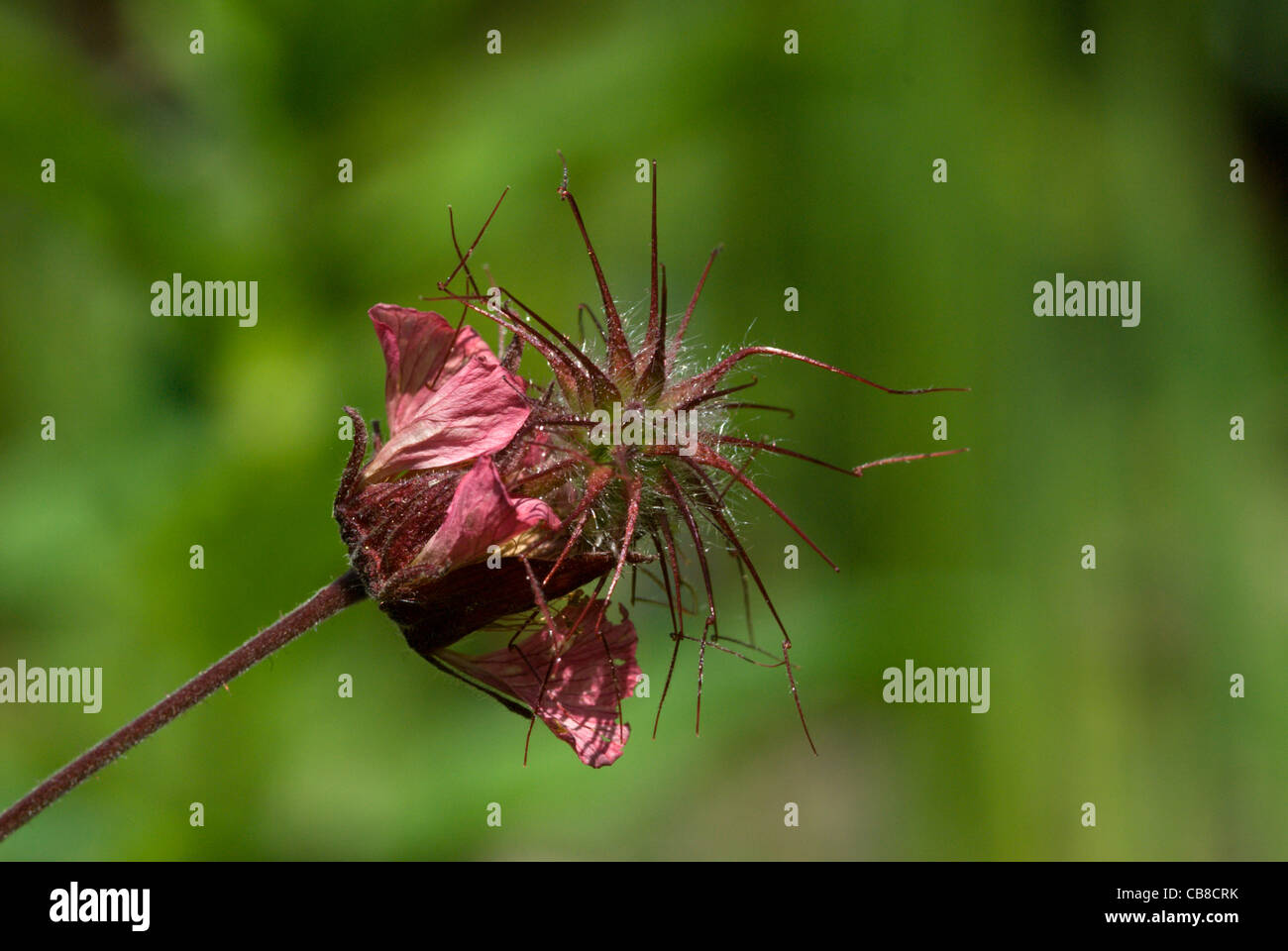Spider-like seed head of a geum flower Stock Photo - Alamy